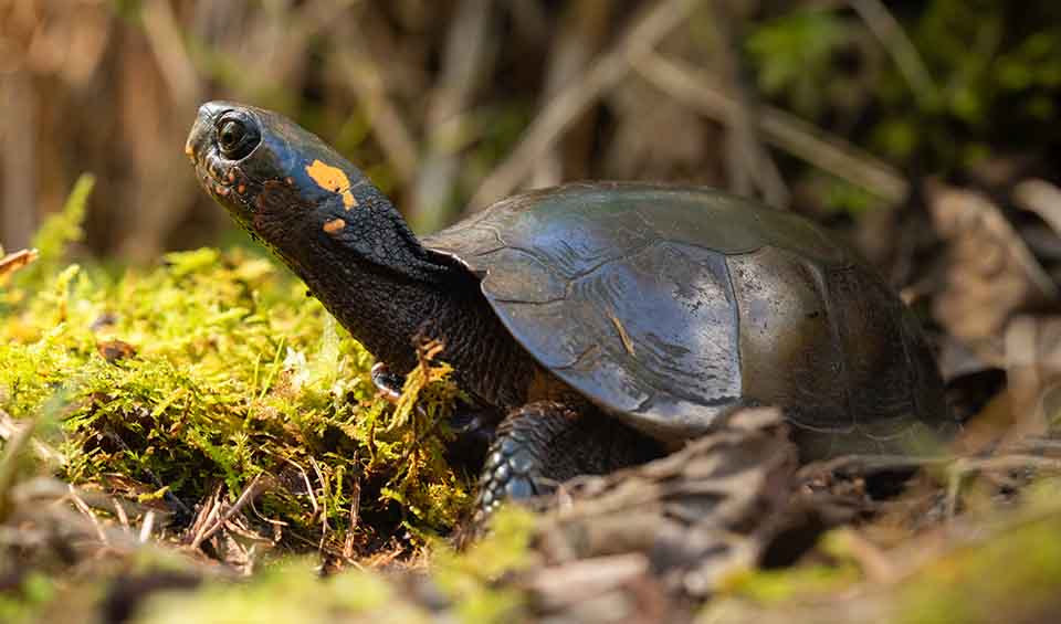 Bog turtle facts, distribution & population | BioDB